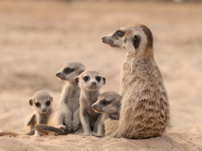 Meerkat Manor A Family